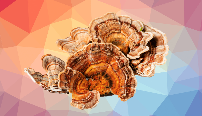 Can You Eat Turkey Tail Mushroom? (Yes, Here's How) – Lucid™