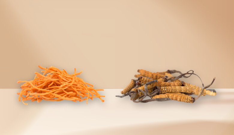 Cordyceps Sinensis vs Militaris: Nutritional Benefits Compared – Lucid™