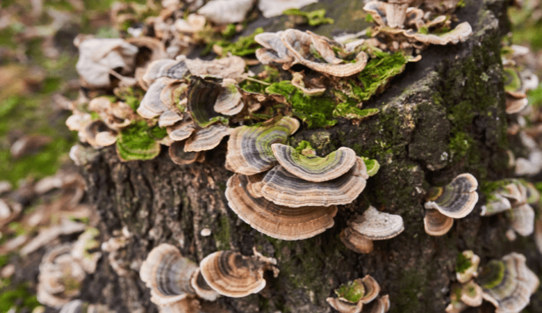Turkey Tail for Cancer: What the Research Says – Lucid™